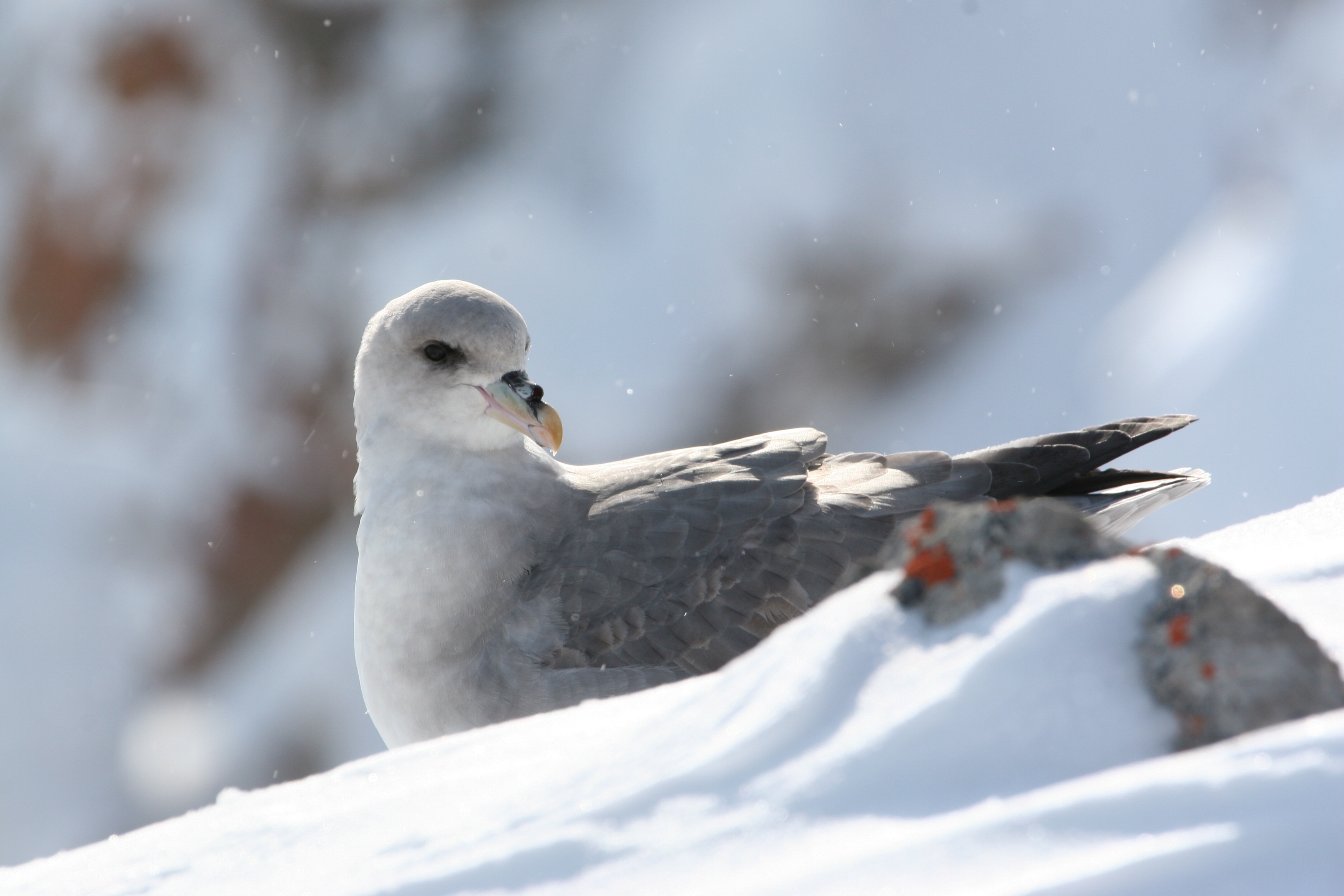 Fighting plastic pollution in the Arctic | Nefco