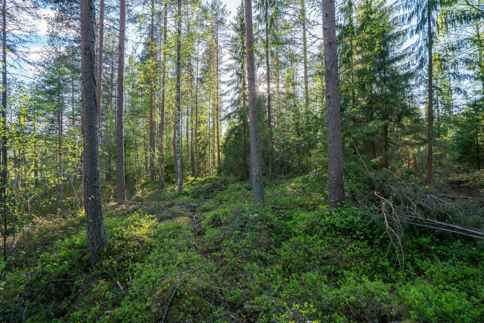 Continuous Cover Forestry helps reduce nutrient runoff into the Baltic ...