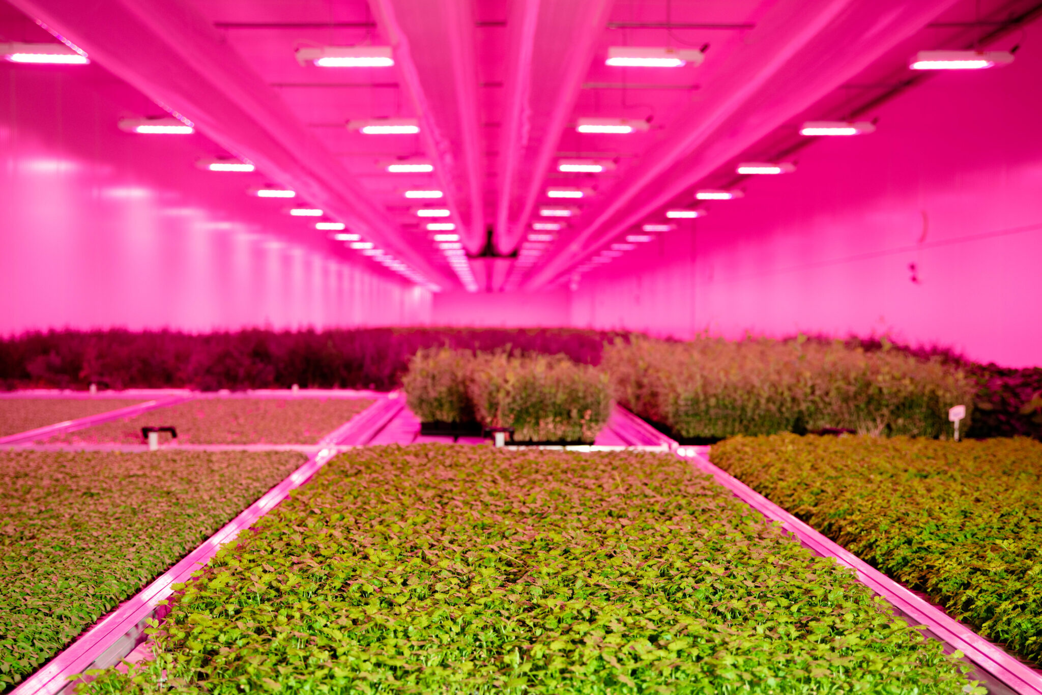 Nefco finances VÄXA odling to scale up leafy greens farming | Nefco